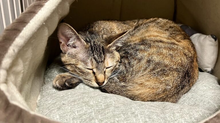 MECOSH | Happy1+正規代理店